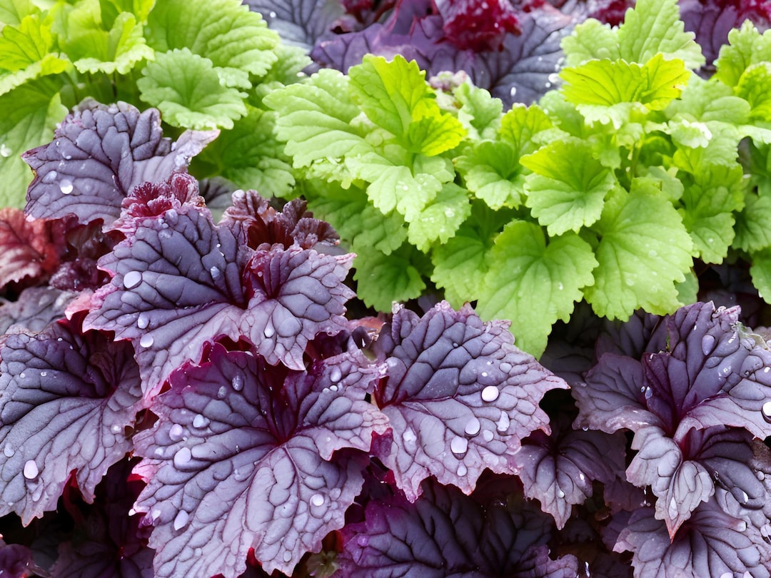 5 Wholesale Live Perennial Heuchera 'palace Purple' Coral Bells Shade ...