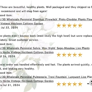 10/15/30 Wholesale Live Perennial Nepeta Walkers Low Catmint Bulk ...