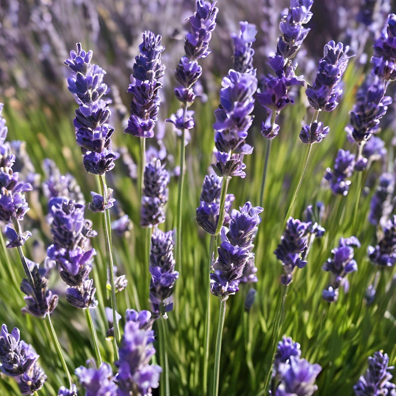 Lavender Bush Live Plant - Etsy