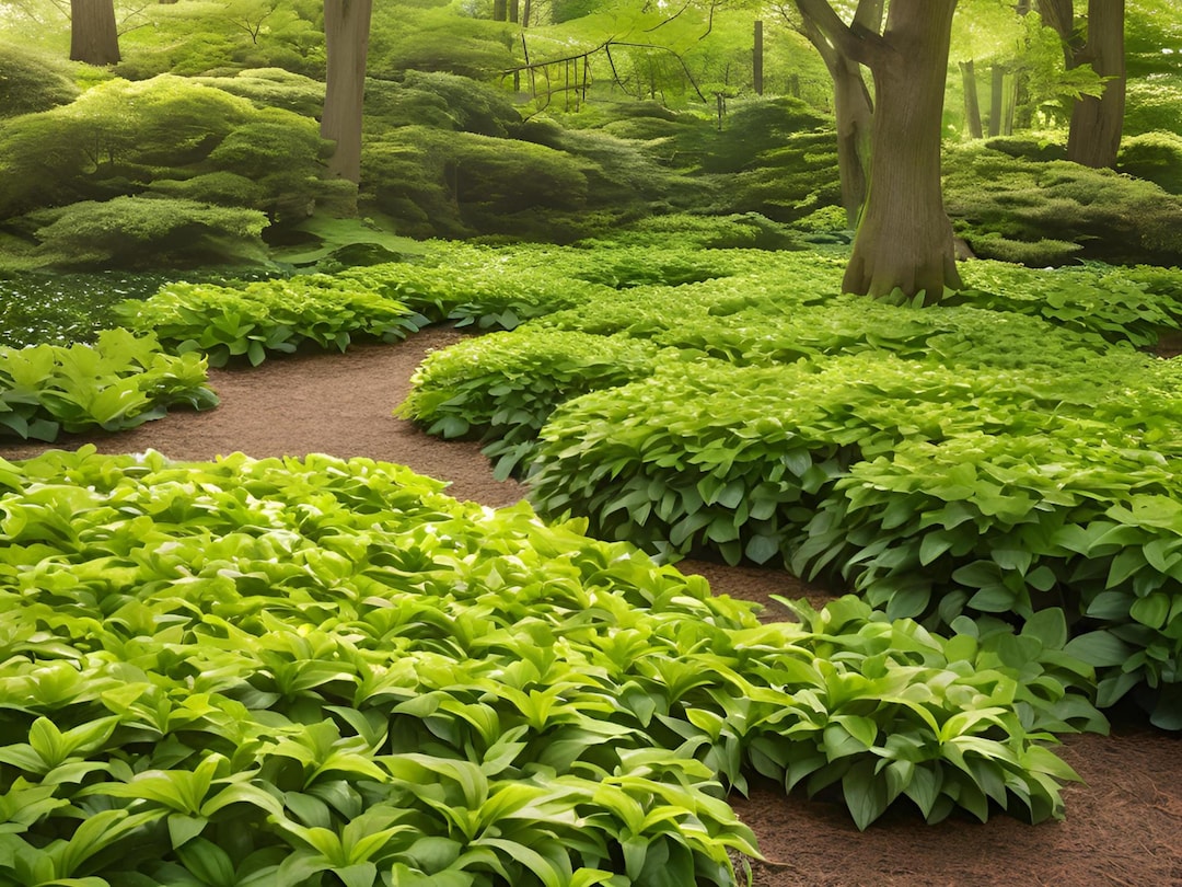 Live Perennial Plants 30 Pachysandra Green Carpet Bulk Groundcover ...