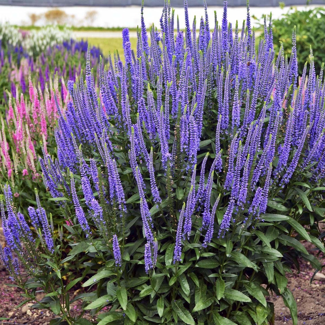 10 Wholesale Perennial Veronica blue Skywalker Speedwell Plants Flowers ...