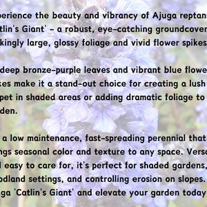 30 Wholesale Live Perennial Ajuga Catlin's Giant Bugleweed Bulk Plants ...