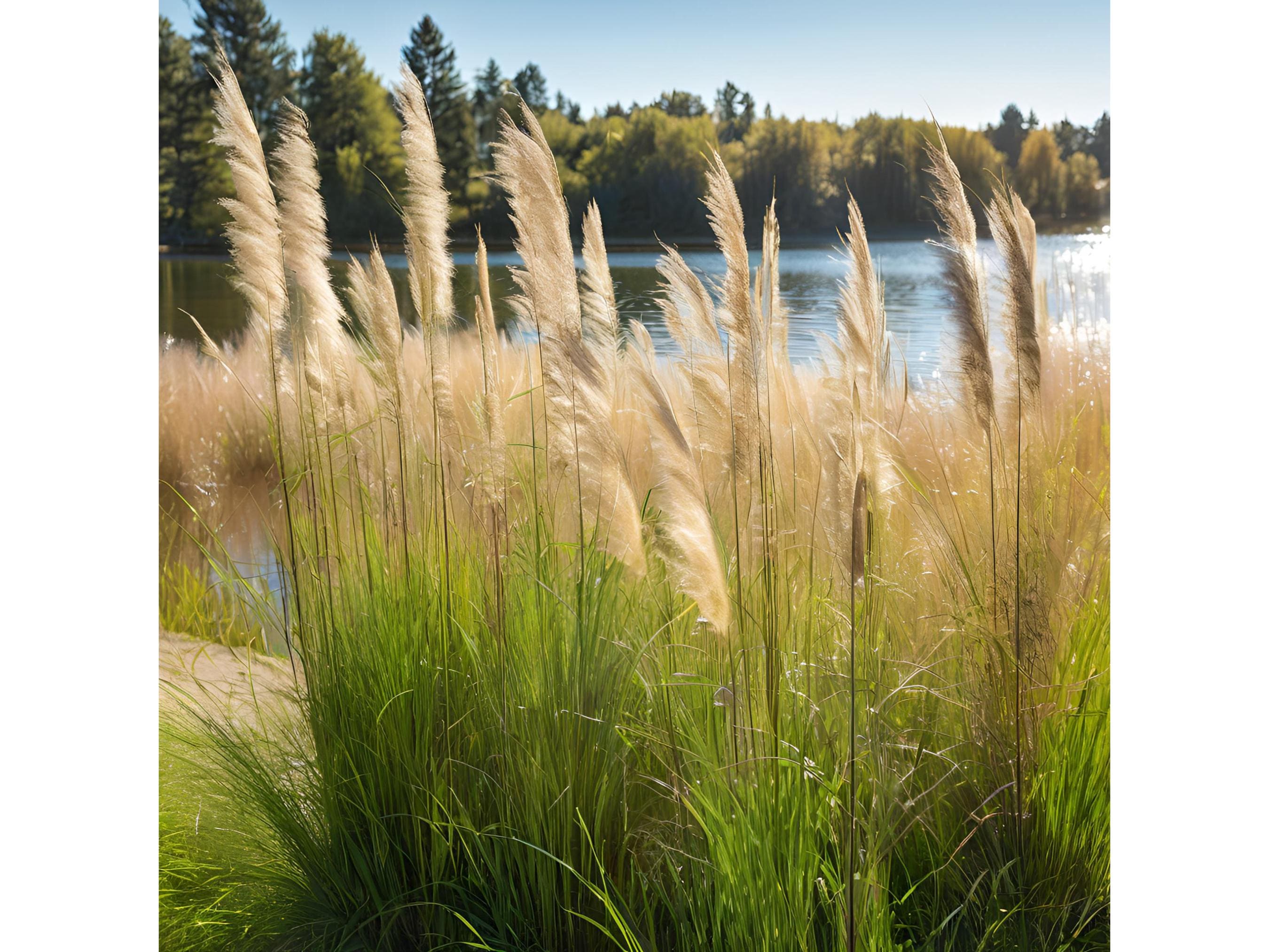 5 Live Perennial Feather Reed Ornamental Grass Calamagrostis Karl ...