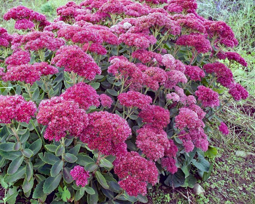 10/15/30 Perennial Sedum Autumn Fire Stonecrop Bulk Landscape Plants ...