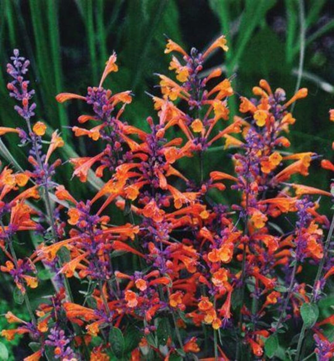 5/10/15/30 Perennial Agastache 'tango' Anise Hyssop, Hummingbird Mint ...