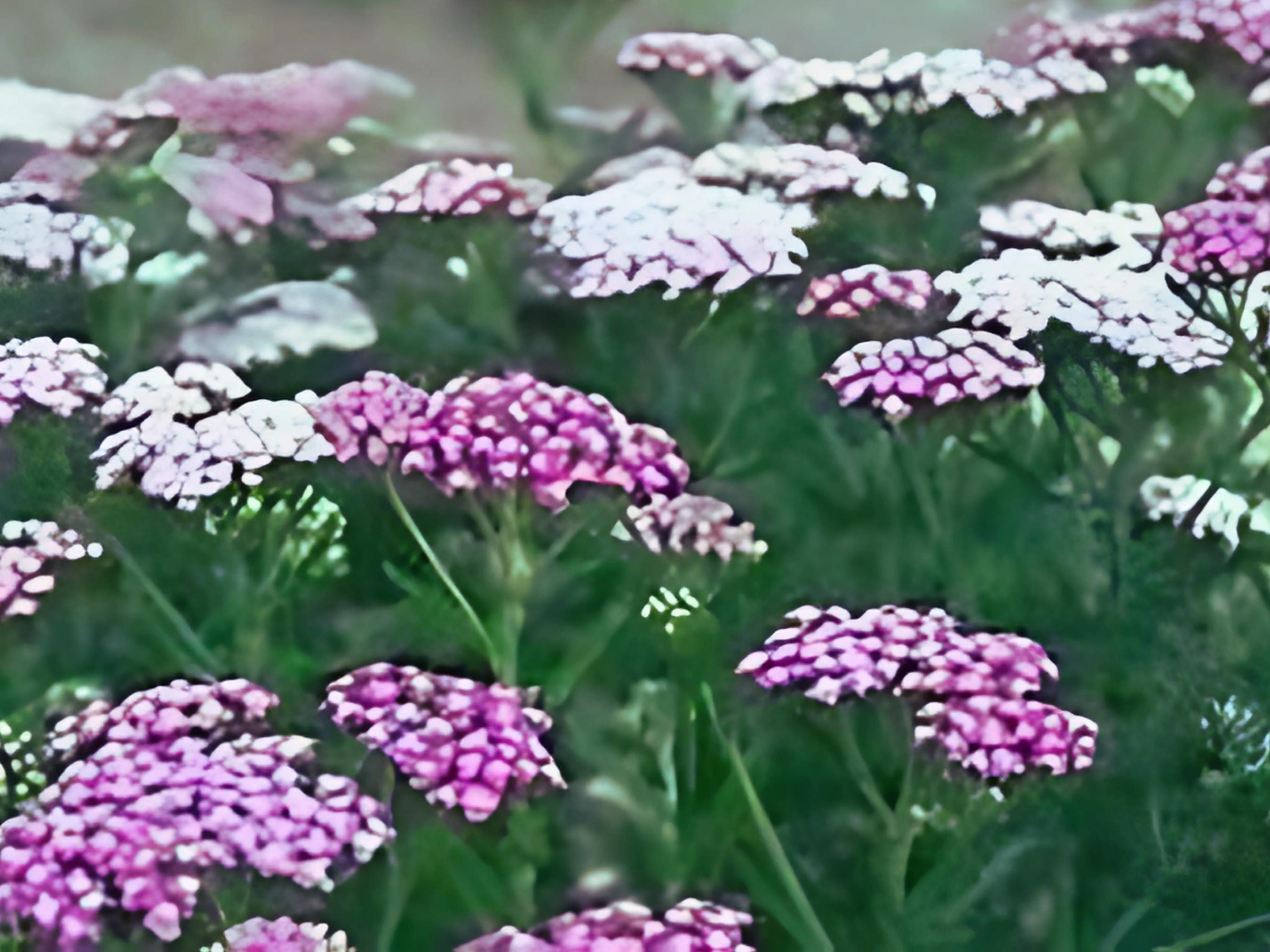 10/15/30/38 Perennial Achillea Oertel's Rose Yarrow Plants Flowers ...