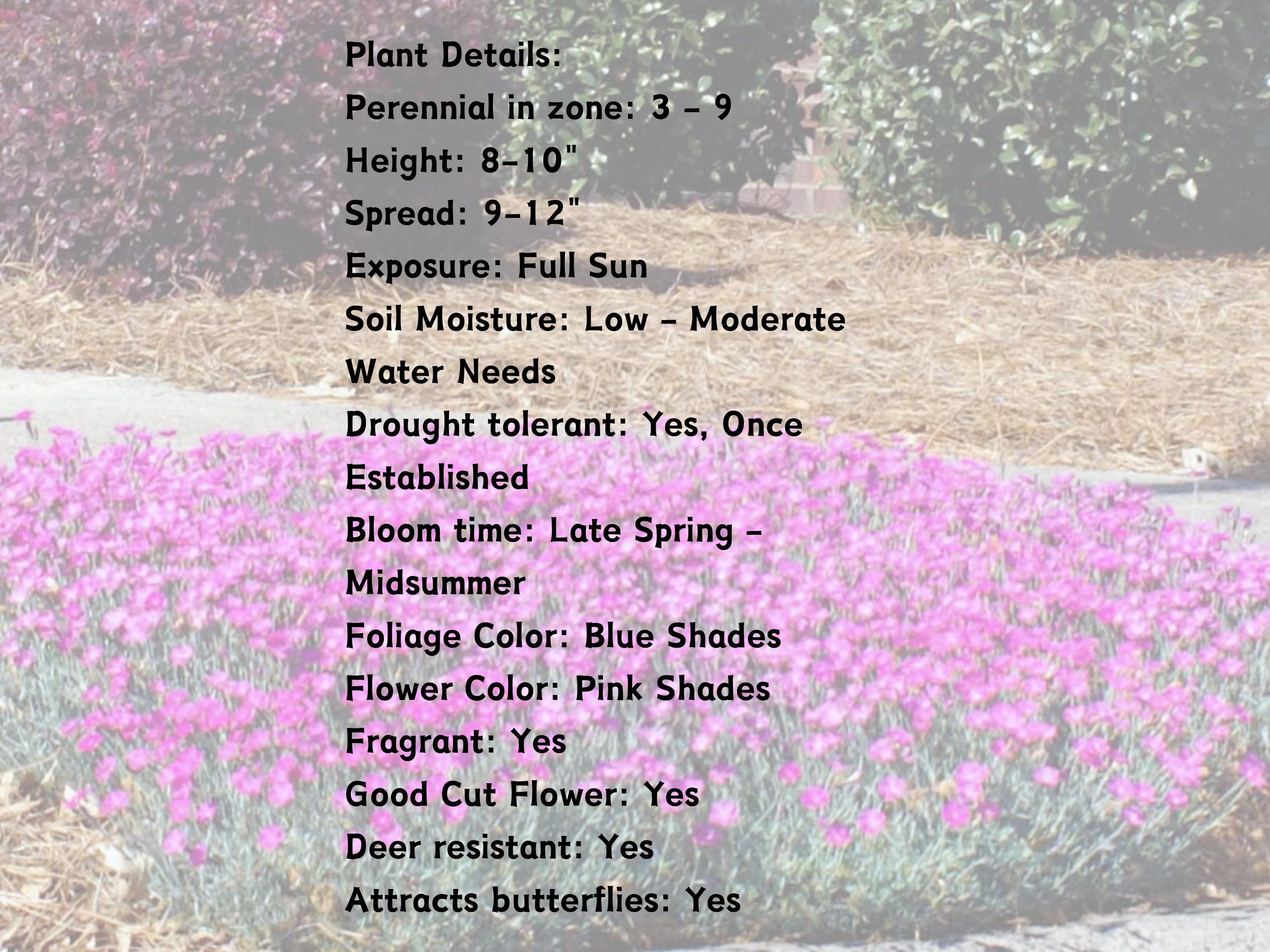 10/15/30 Live Perennial Dianthus Firewitch Pink-cheddar Bulk Landscape ...