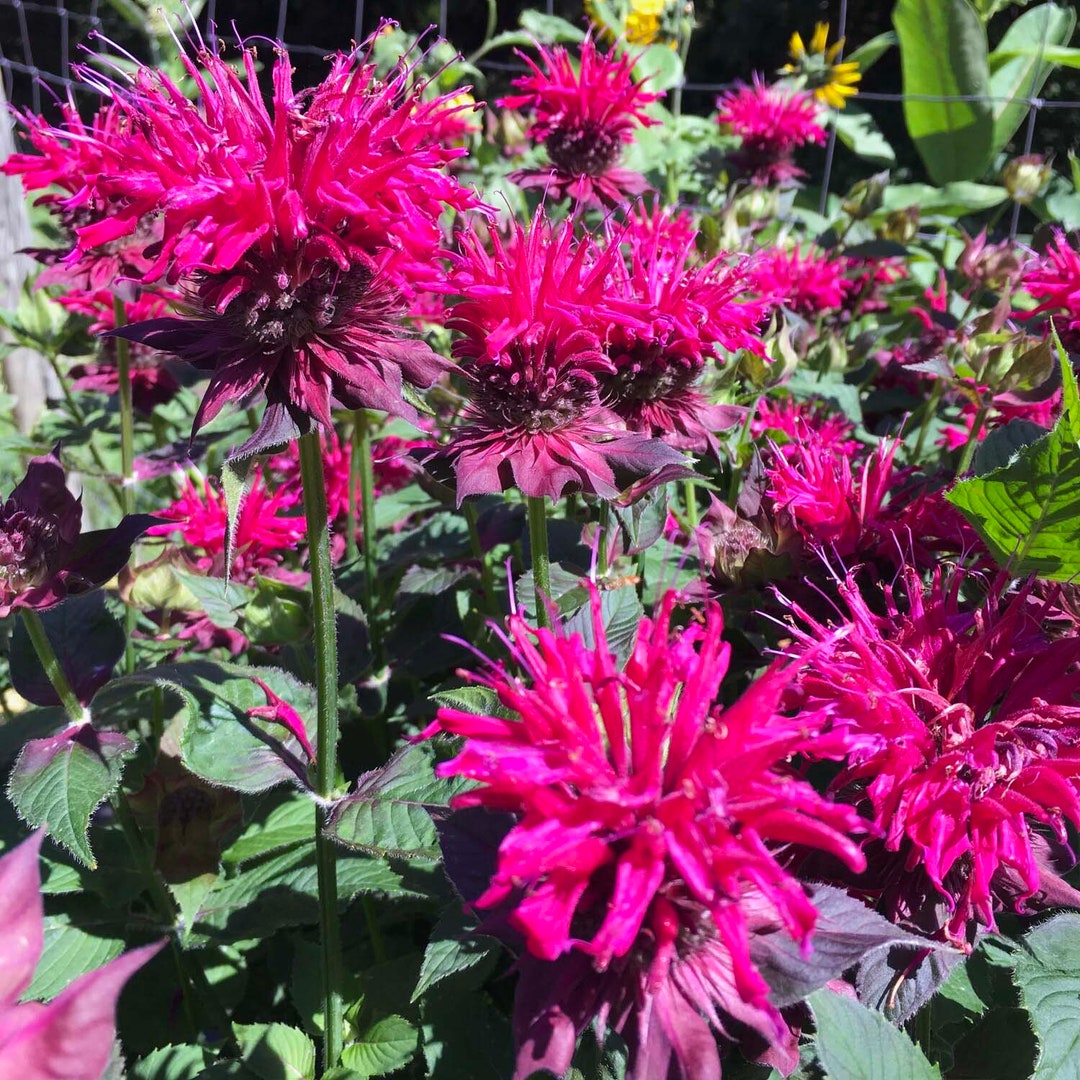 5 Live Perennial Monarda Raspberry Wine Beebalm Bee Balm Bergamot ...
