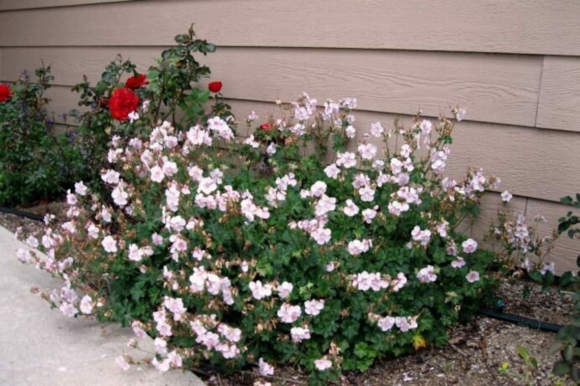 5 Live Perennial Geranium Biokovo Cranesbill Plants Flowers Herbs Deer ...
