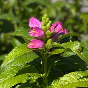 10/15/30 Wholesale Live Perennial Chelone Hot Lips Bulk Discount Plants ...