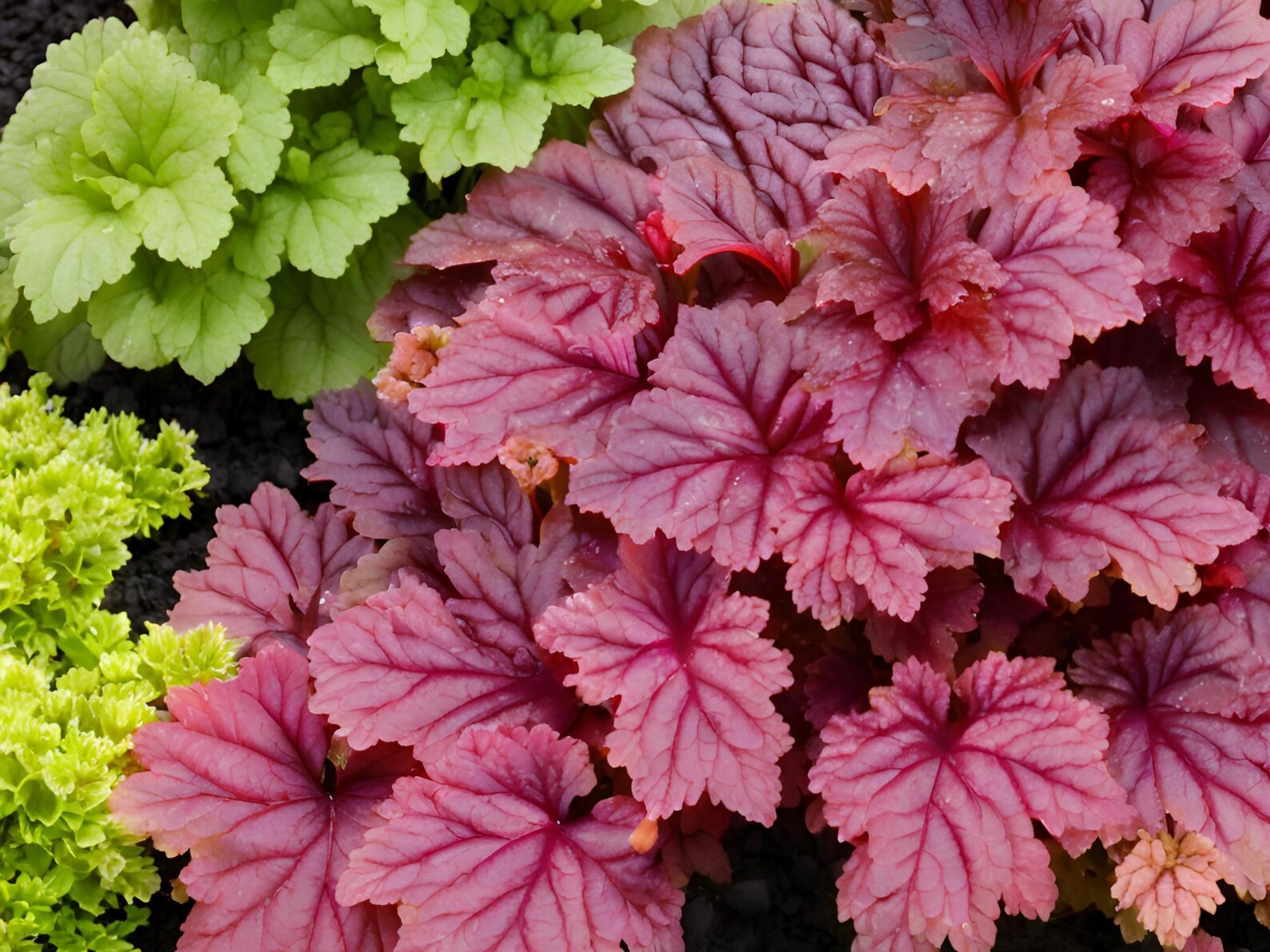 10/15/30 Perennial Heuchera Chatterbox Coral Bell Landscape Plants ...