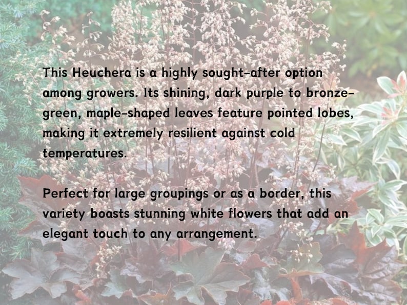 10/15/30 Perennial Heuchera Palace Purple Coral Bells Landscape Shade ...