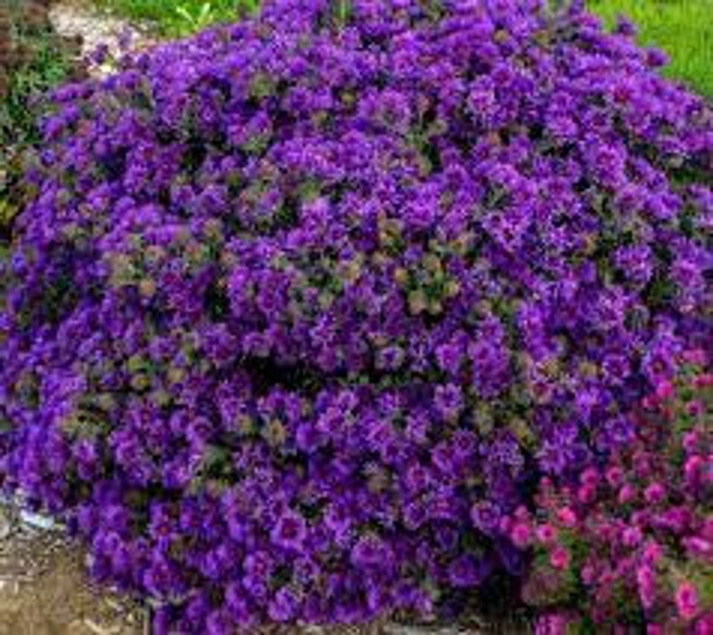 15 Aster Novae-angliae Grape Crush Perennial Plants Flowers Herbs - Etsy
