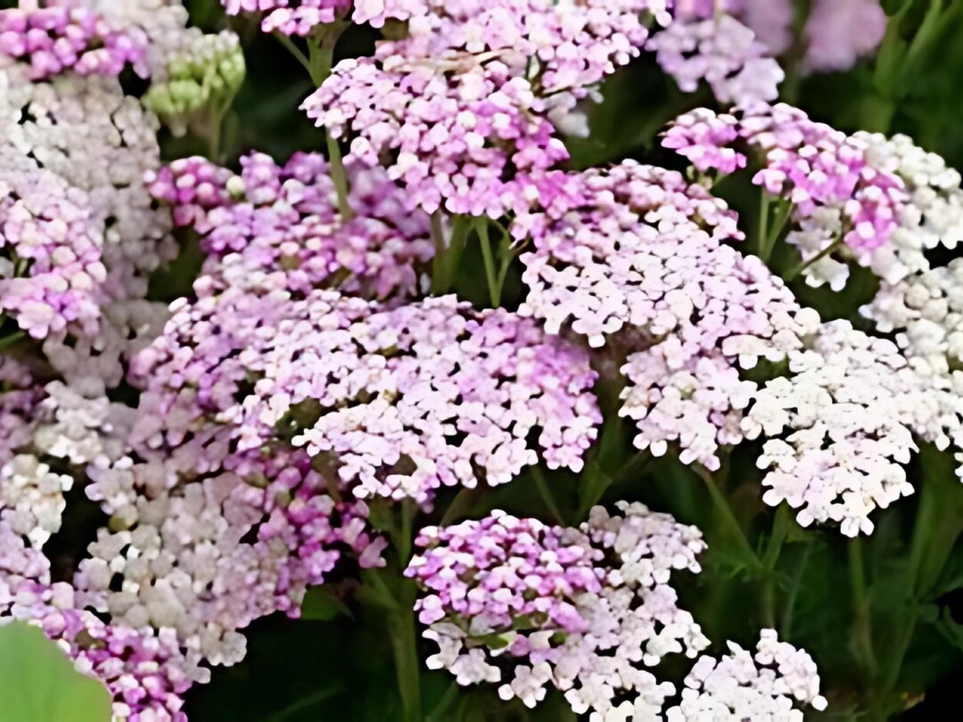 5 Wholesale Live Perennial Achillea 'oertel's Rose' Yarrow Bulk ...