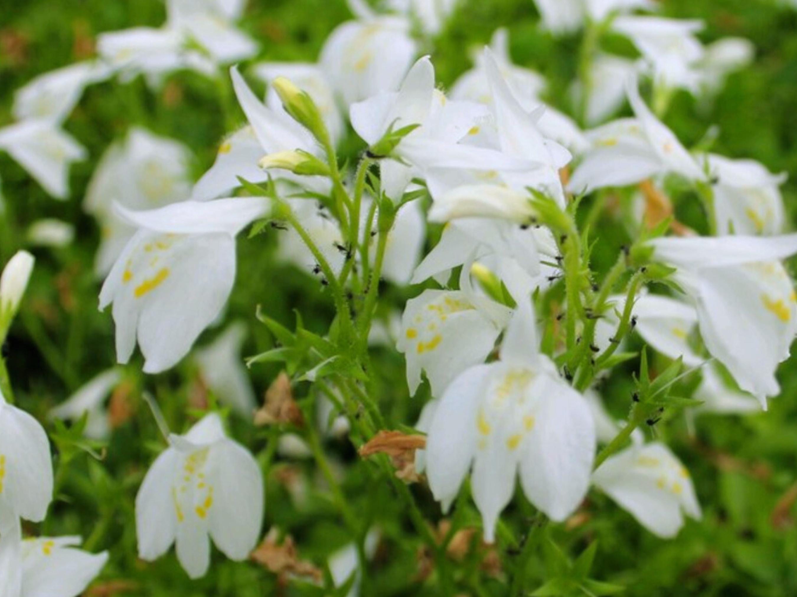 5 Live Perennial Creeping Mazus Alba Plants Groundcover Deer Rabbit ...