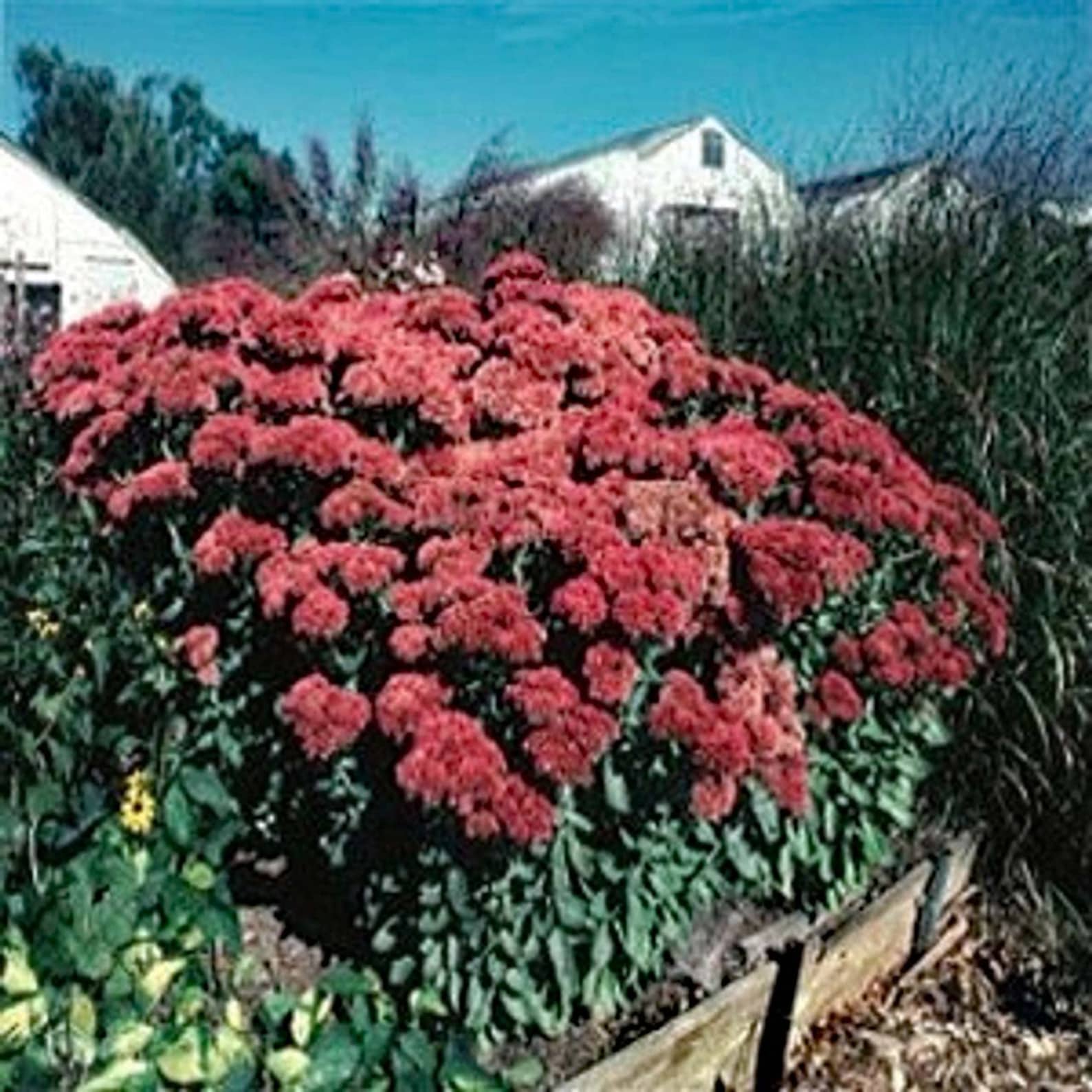 10/15/30 Perennial Sedum Autumn Fire Stonecrop Bulk Landscape Plants ...