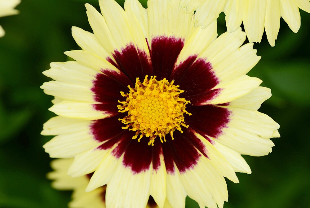 5 Perennial Coreopsis Uptick™ Cream & Red Tickseed Plants Flowers Herbs ...