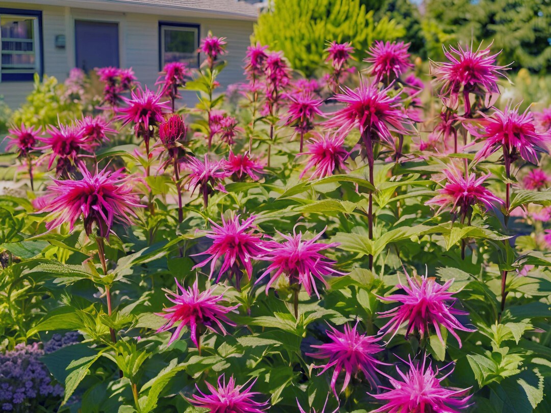 10/15/30 Bulk Discount Live Perennial Monarda 'mojo' Beebalm Bergamot ...