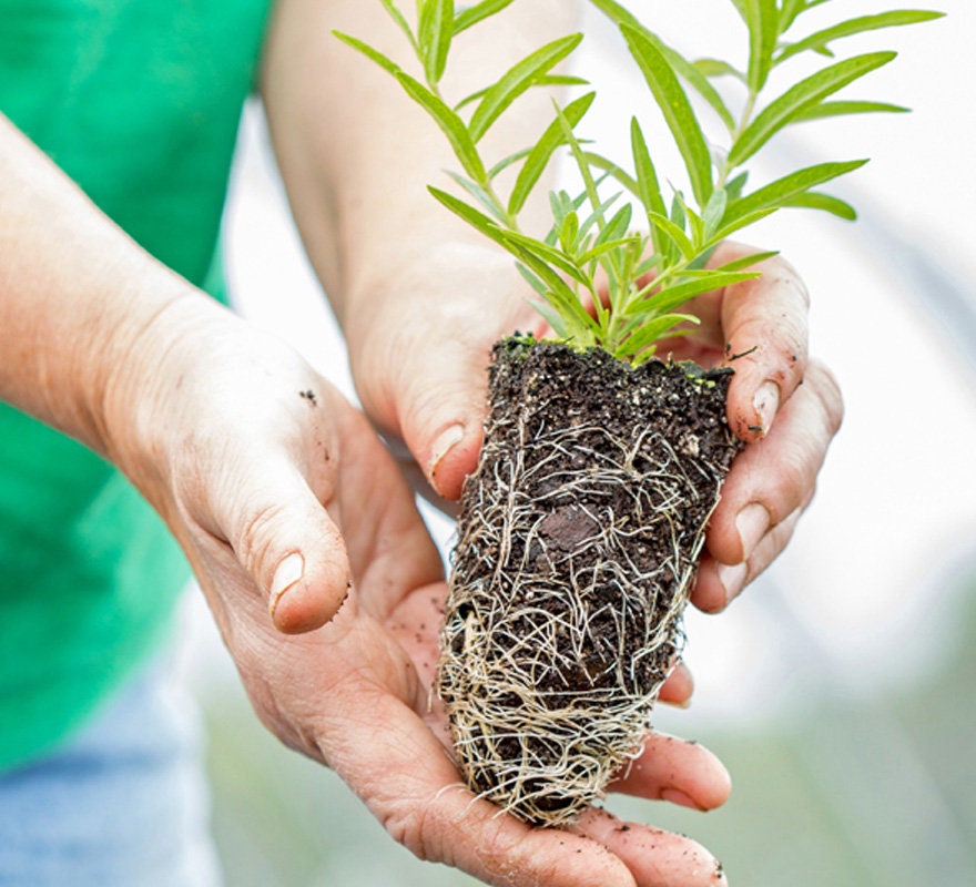 5 Perennial Coreopsis Uptick™ Cream & Red Tickseed Plants Flowers Herbs ...