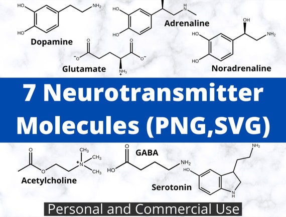 Glutamate Neurotransmitter Structure