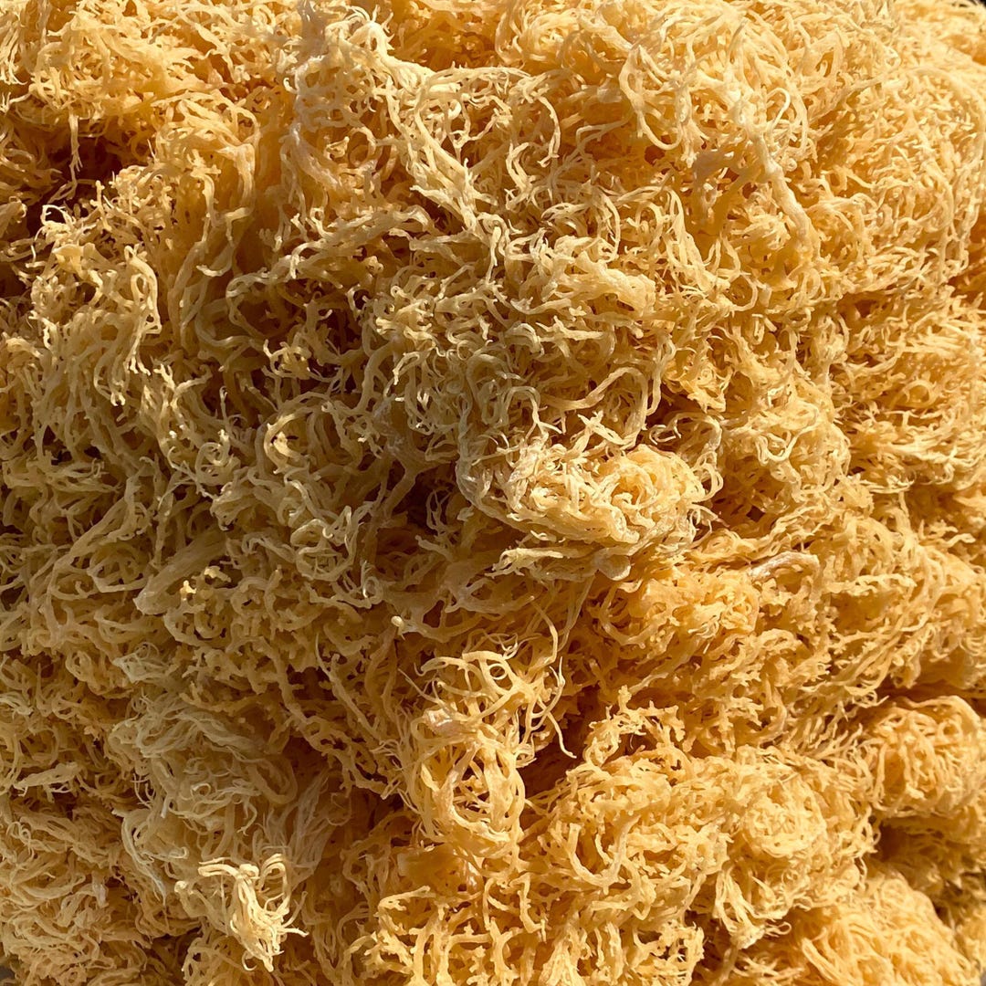 St Lucia Sea Moss Wildcrafted Gold | 100% Natural | Premium Grade A ...
