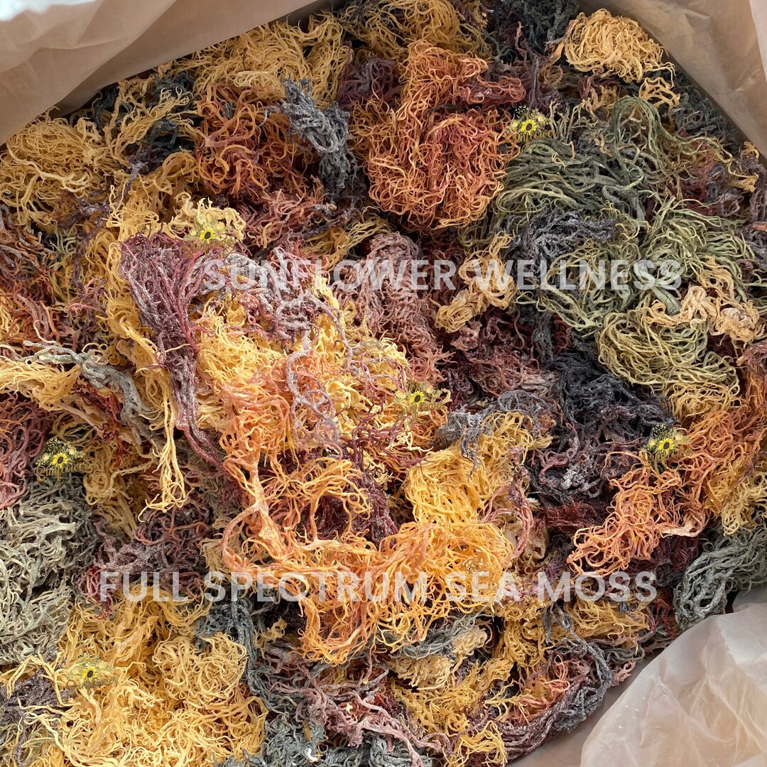 1lb Full Spectrum Sea Moss | Irish Sea Moss Multi Color St. Lucia ...
