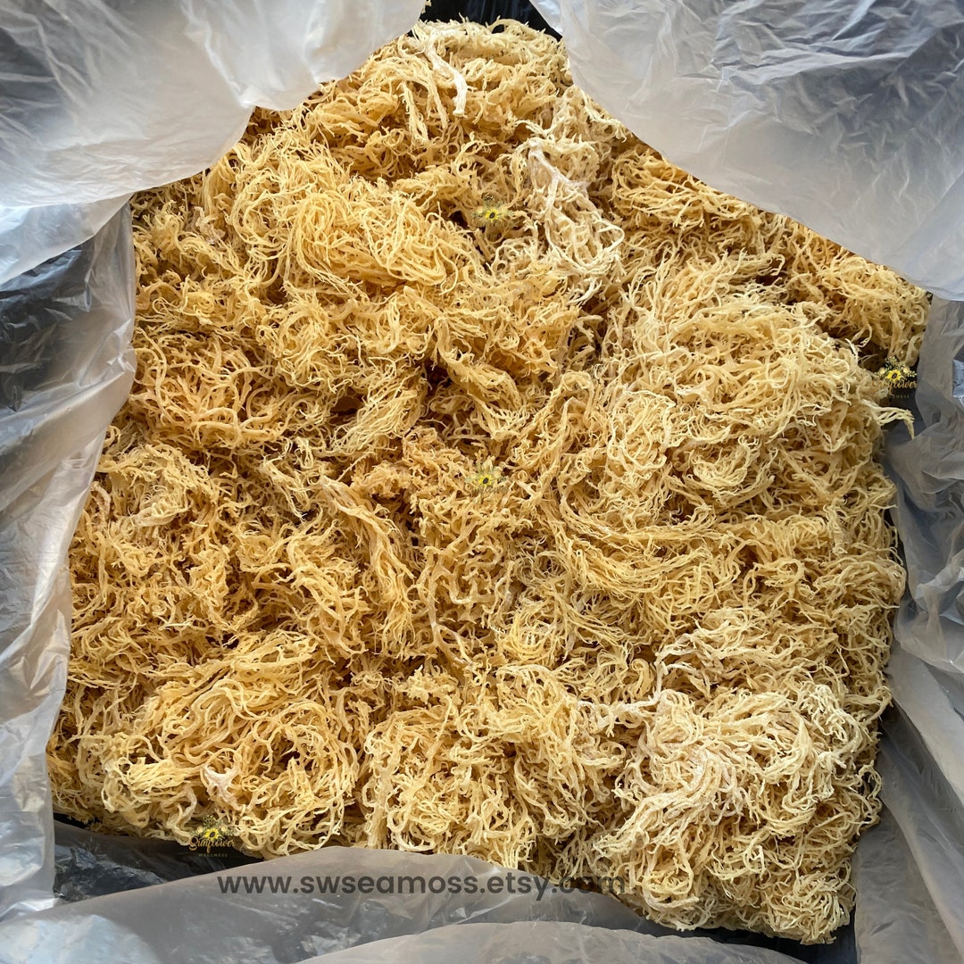 Bulk Irish Sea Moss | Wildcrafted, Organic, Naturally Sun-dried From St ...