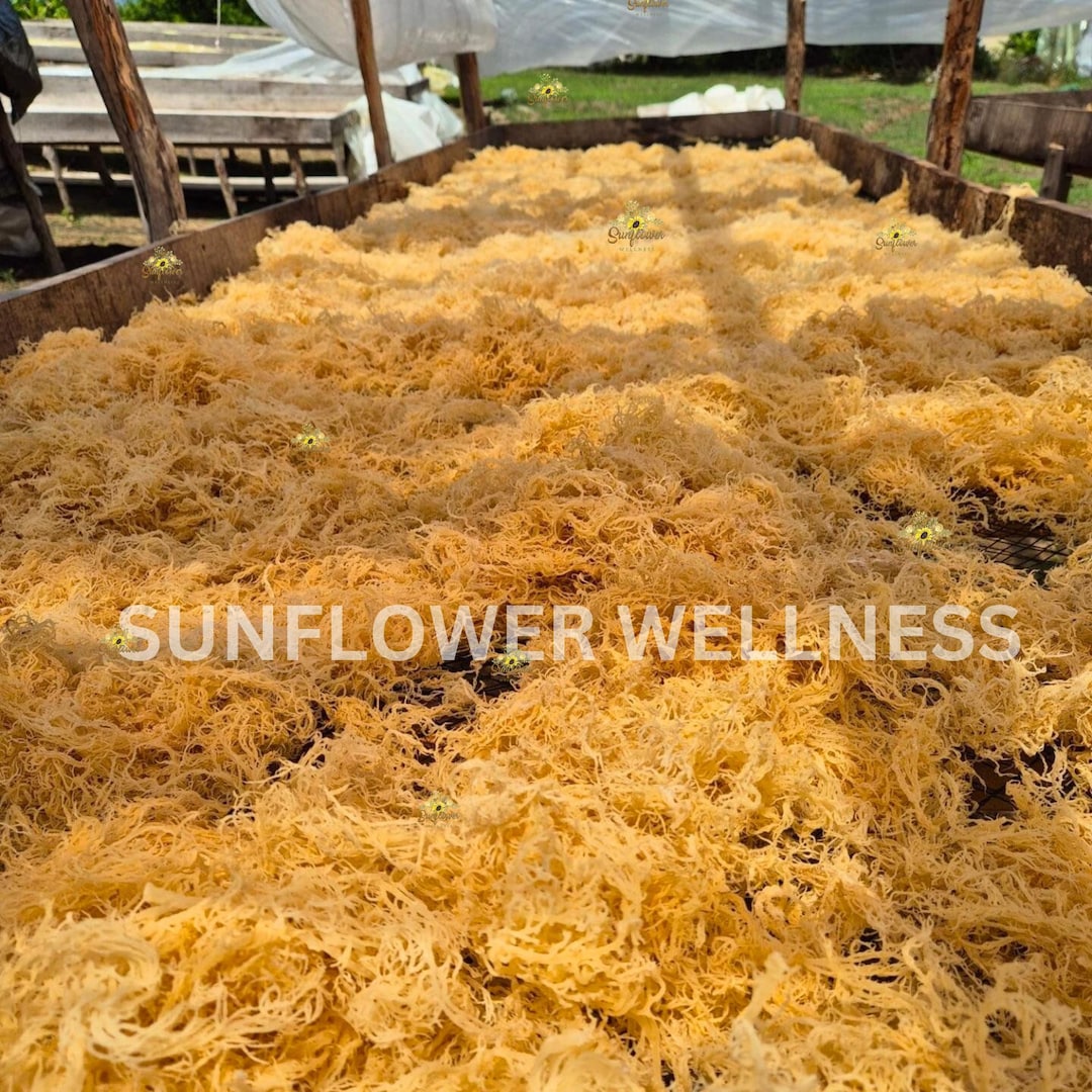St Lucia Gold Sea Moss Raw, Wildcrafted Irish Seamoss for DIY Gel, Sun ...