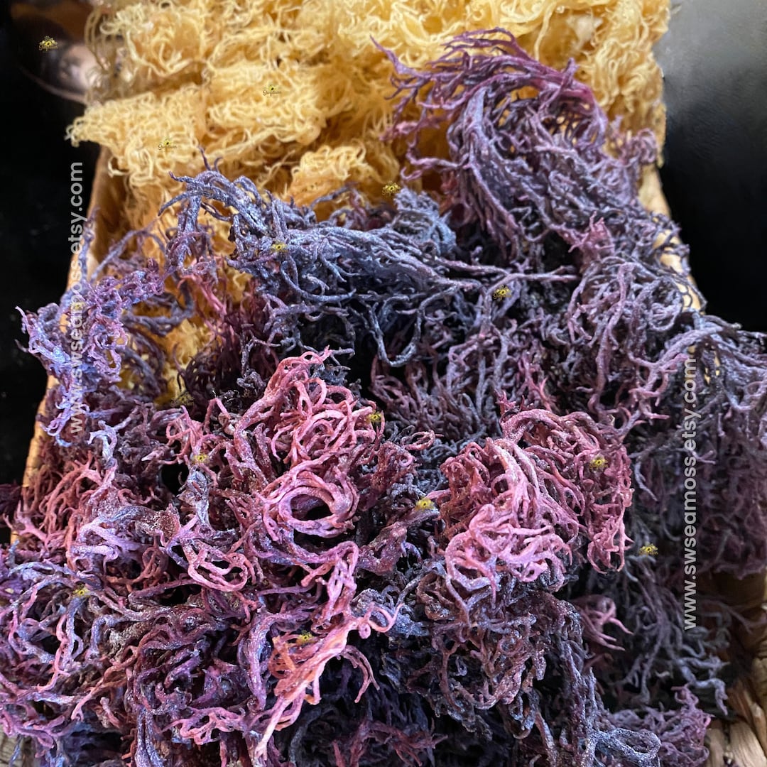 1lb Raw Sea Moss St. Lucia Bundle 8oz Gold, 8oz Purple Sea Moss, High ...