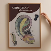 Printable Ear Seed Placement Chart | Comprehensive Acupuncture Ear ...