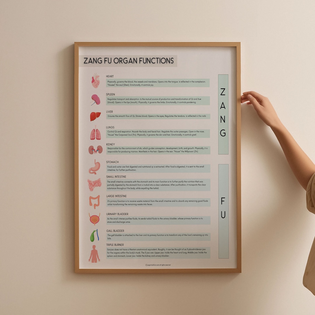 TCM Zang Fu Organs Poster, Organ Functions in Chinese Medicine Gift ...