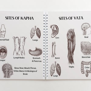 Set of 3 Sites of Vata Pitta Kapha Dosha Ayurveda Posters + Book ...