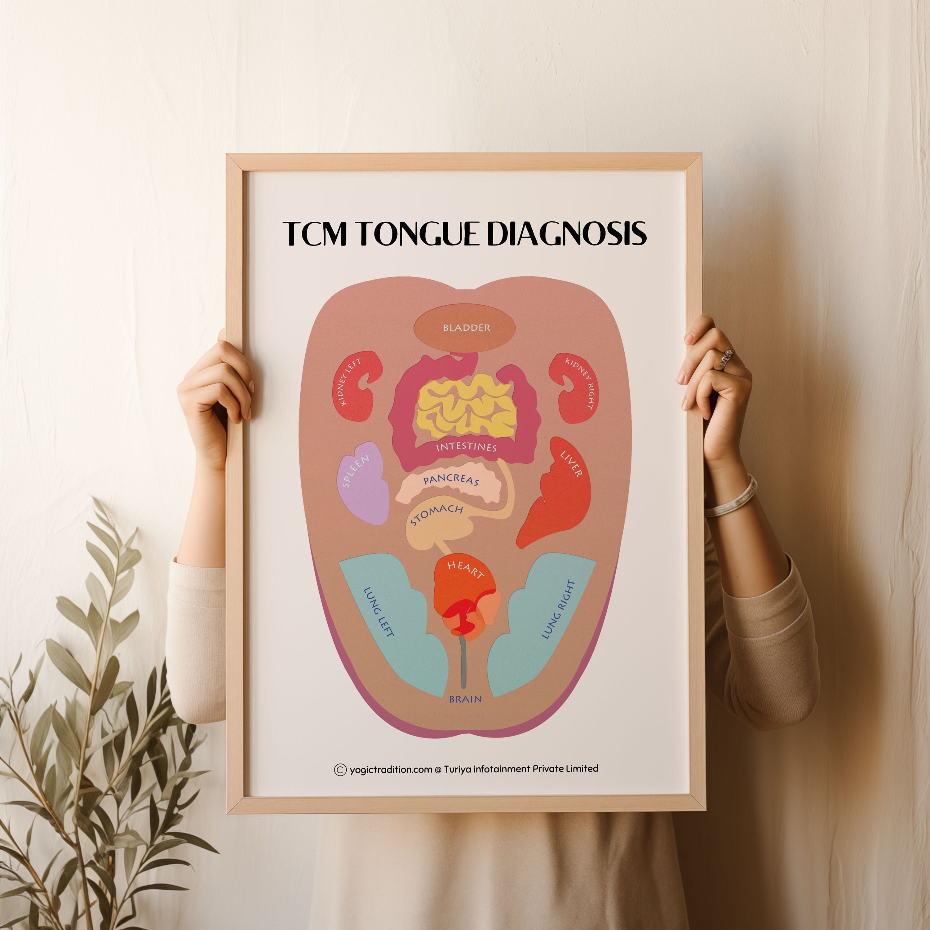 Tcm Tongue Diagnosis Chart Poster Book Planner Insert Traditional Chinese Medicine Chart