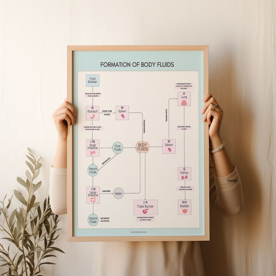 TCM Formation of Body Fluids Poster, Chinese Medicine Gift, Chinese ...