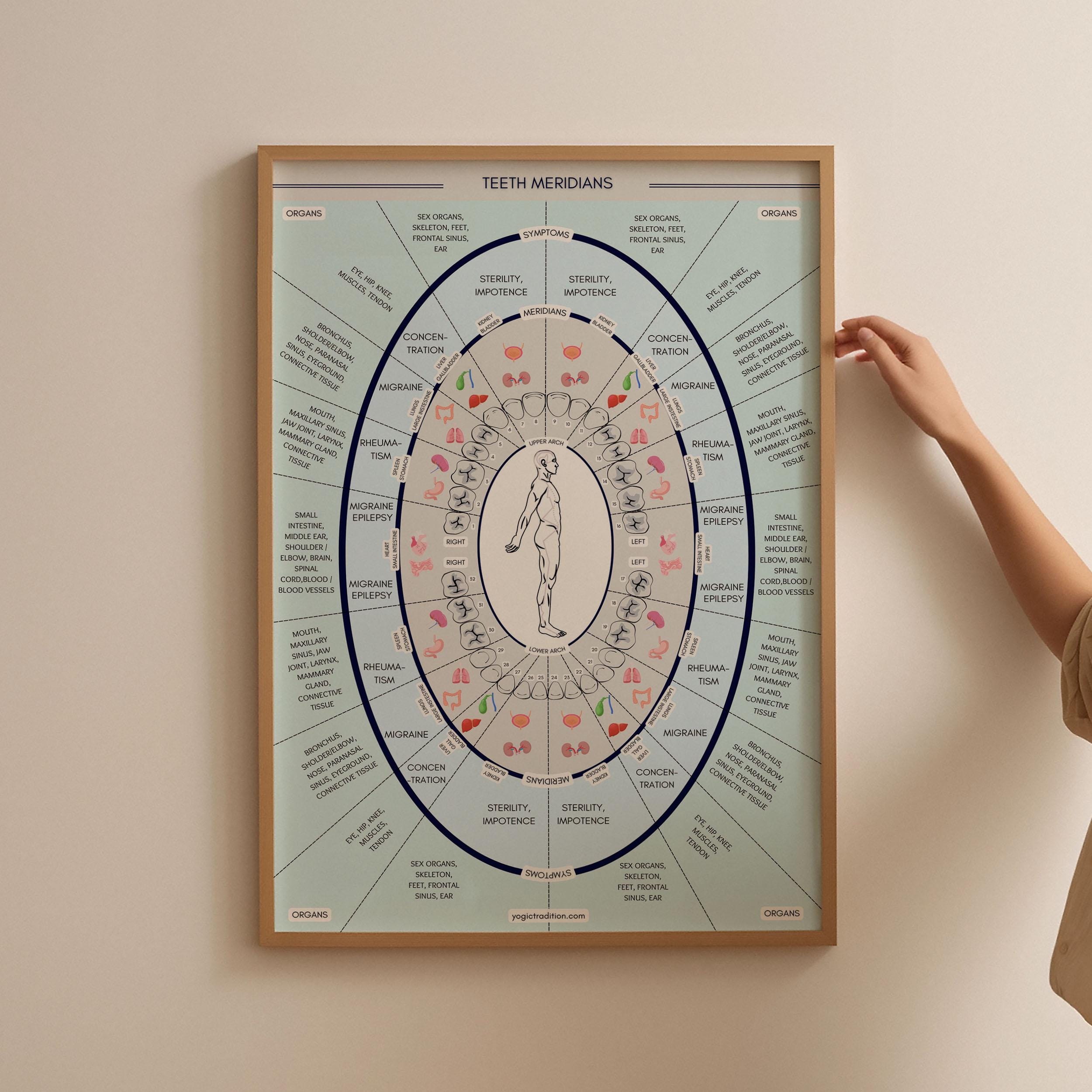 TCM Teeth Meridian Organ Poster Chart, Chinese Medicine Gift, Teeth ...