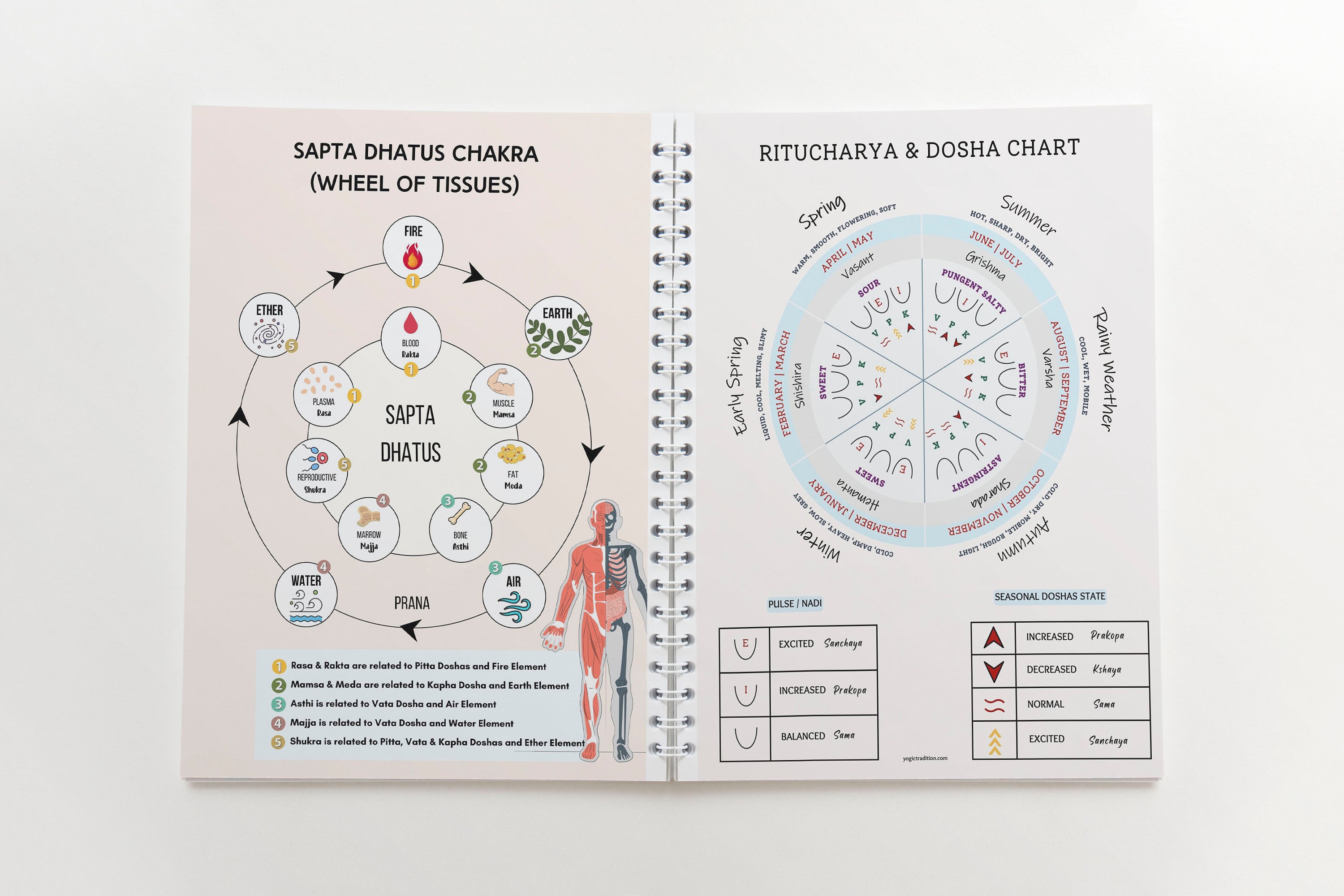 Ayurveda Sapta Dhatu Wheel Chart Poster 7 Dhatus Relation With 5 ...