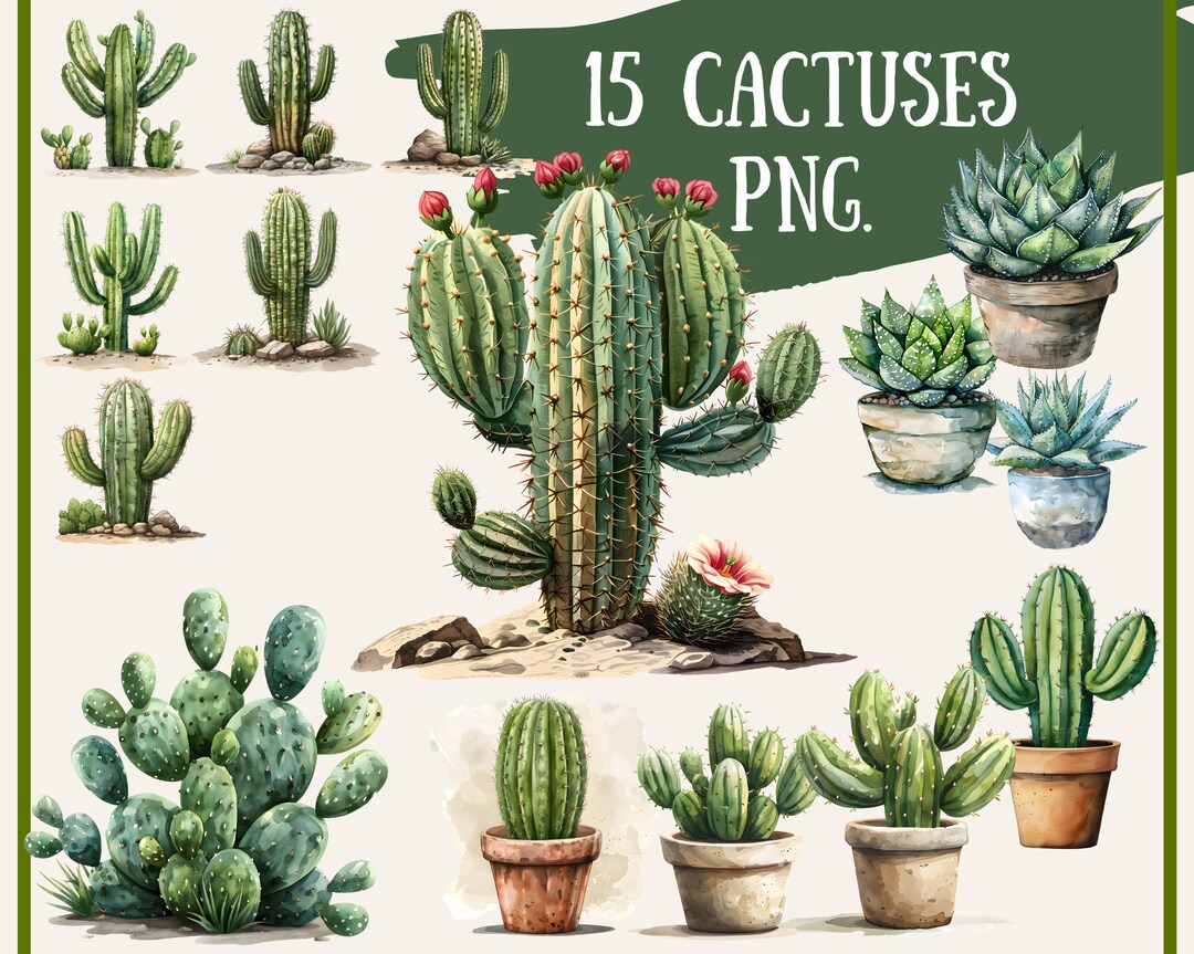 15 Cacti, Watercolor Style Vector, PNG Plants Bundle, Architectural ...