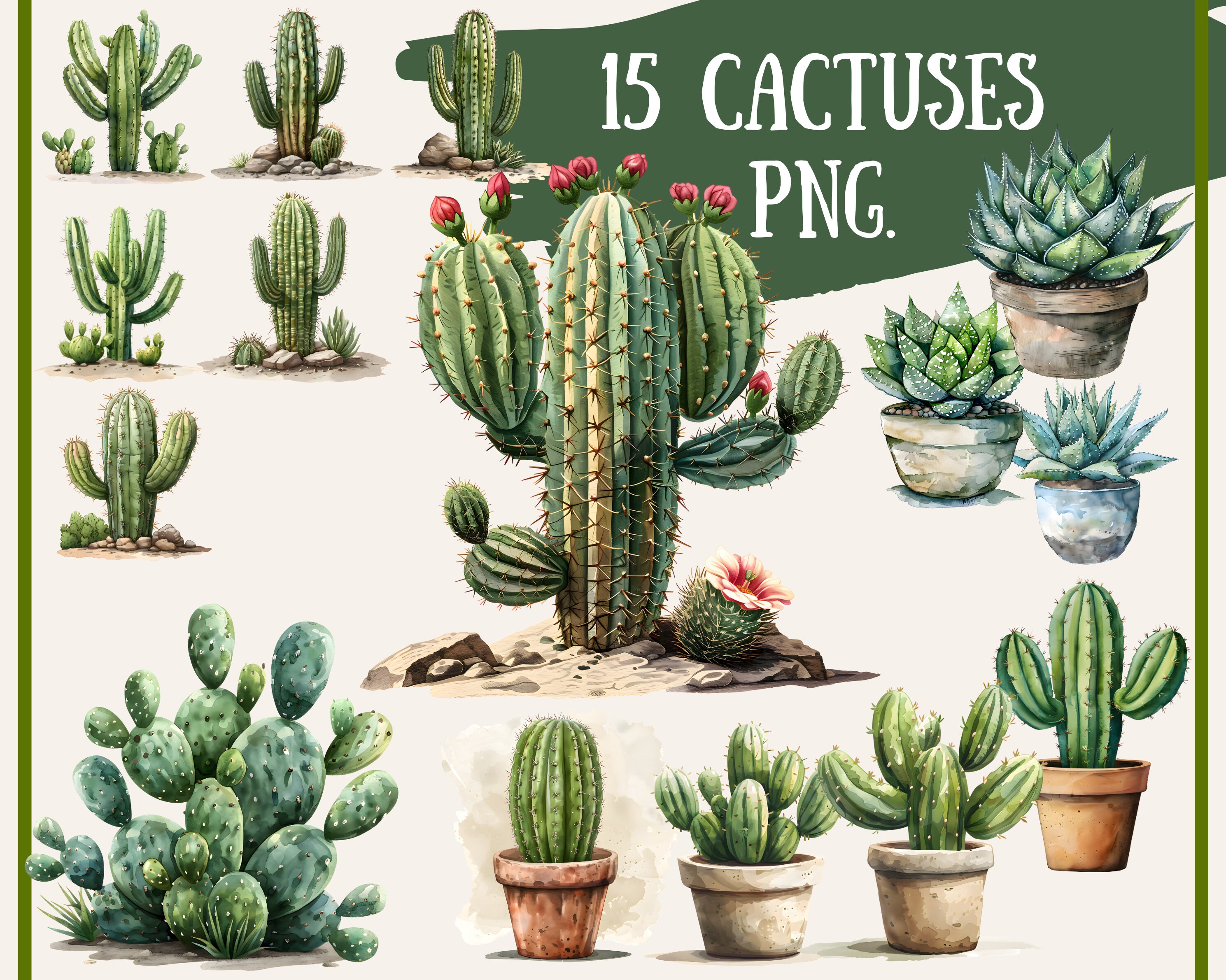 15 Cacti, Watercolor Style Vector, PNG Plants Bundle, Architectural ...