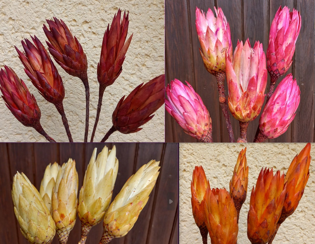 Protea Repens, Various Colors, 5 Pieces - Etsy