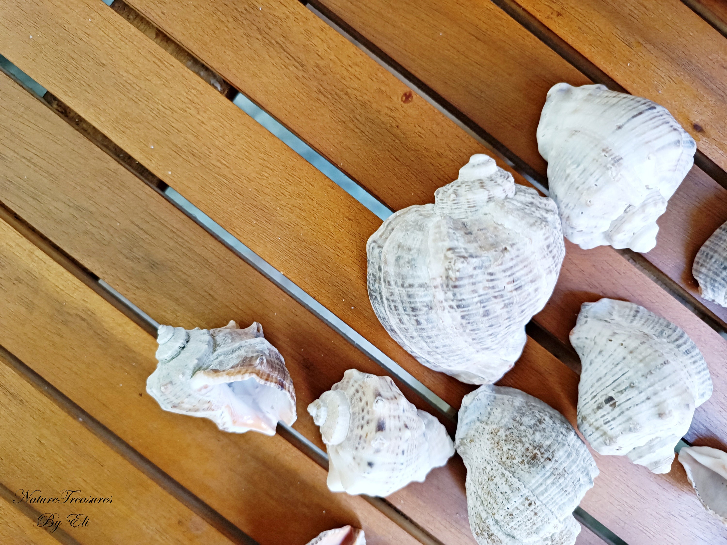 Sea Snails Natural Shells Seashells Beach Decor Aquarium Sea - Etsy