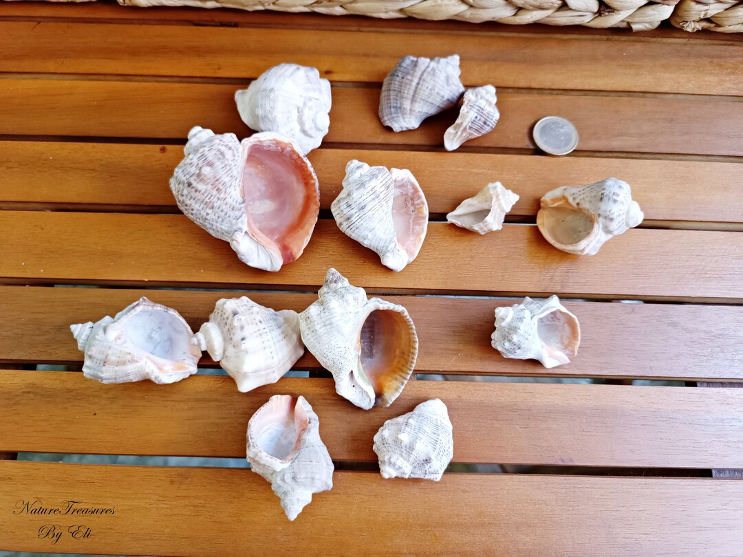 Sea Snails Natural Shells, Seashells Beach Decor, Aquarium Sea Decor ...