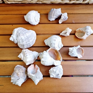 Sea Snails Natural Shells, Seashells Beach Decor, Aquarium Sea Decor ...