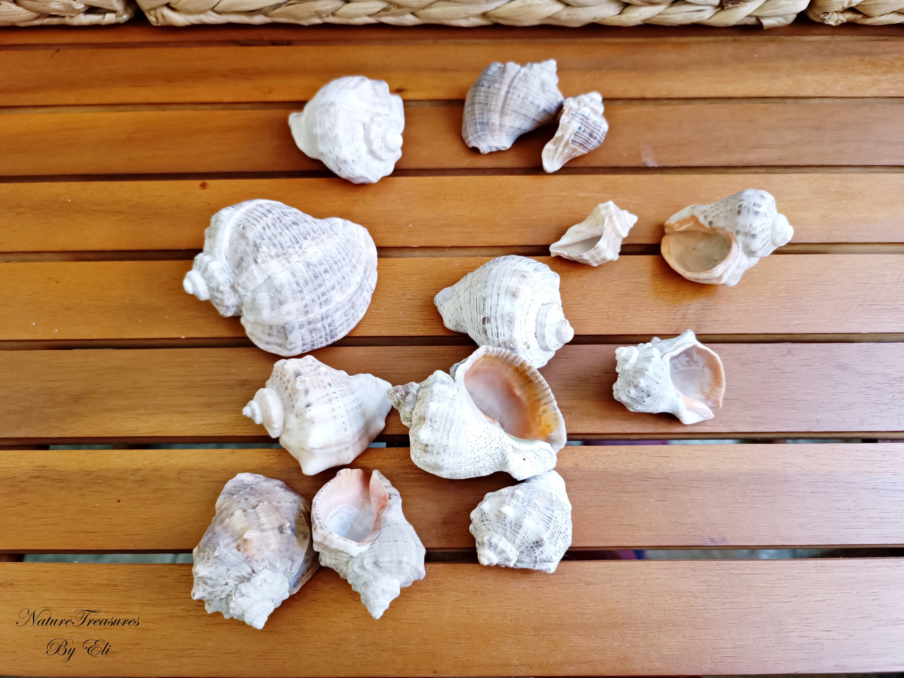 Sea Snails Natural Shells Seashells Beach Decor Aquarium Sea - Etsy