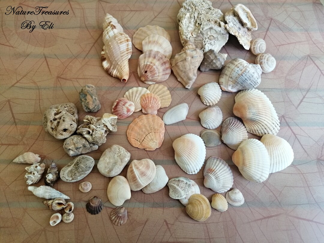 Mixed Natural Pink Sea Shells Seashells Beach Decor Aquarium - Etsy