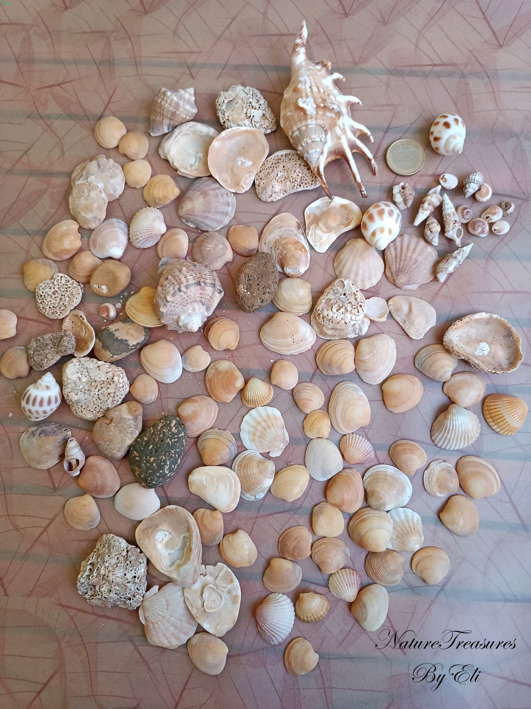 Candle Making Mix Orange Natural Shells, Terrarium Aquarium Art Lot ...