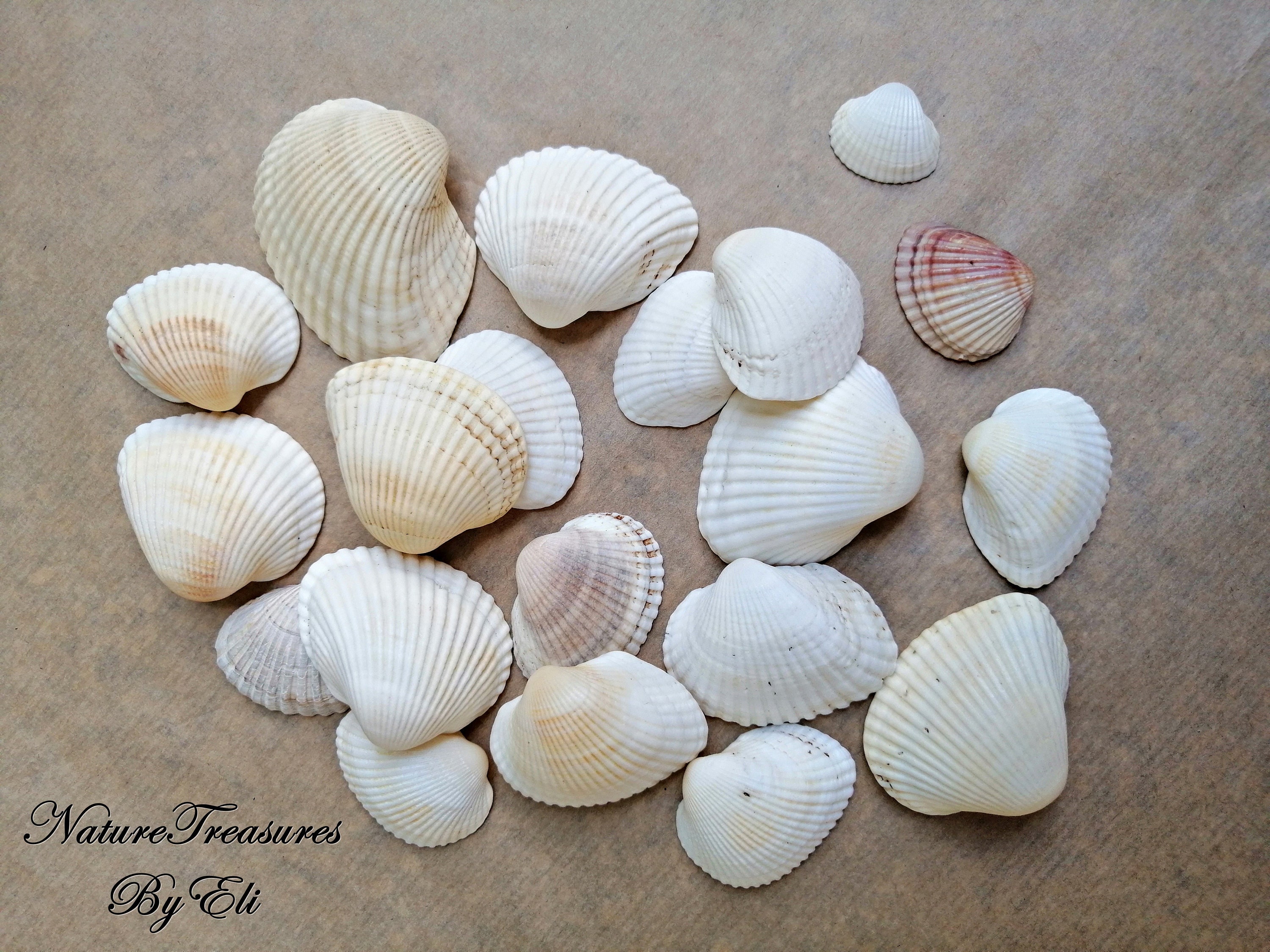 White Cockles Natural Shells Seashells Beach Decor Aquarium | Etsy