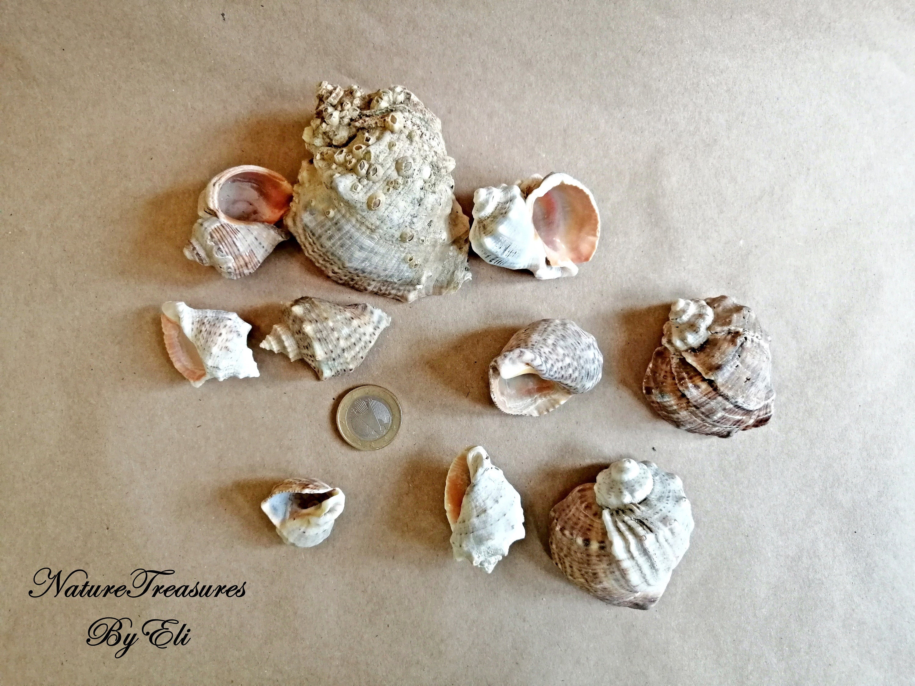 Sea Snails Natural Shells Seashells Beach Decor Aquarium Sea - Etsy