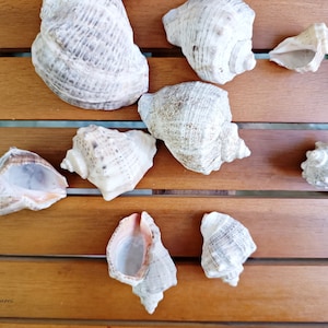 Sea Snails Natural Shells, Seashells Beach Decor, Aquarium Sea Decor ...