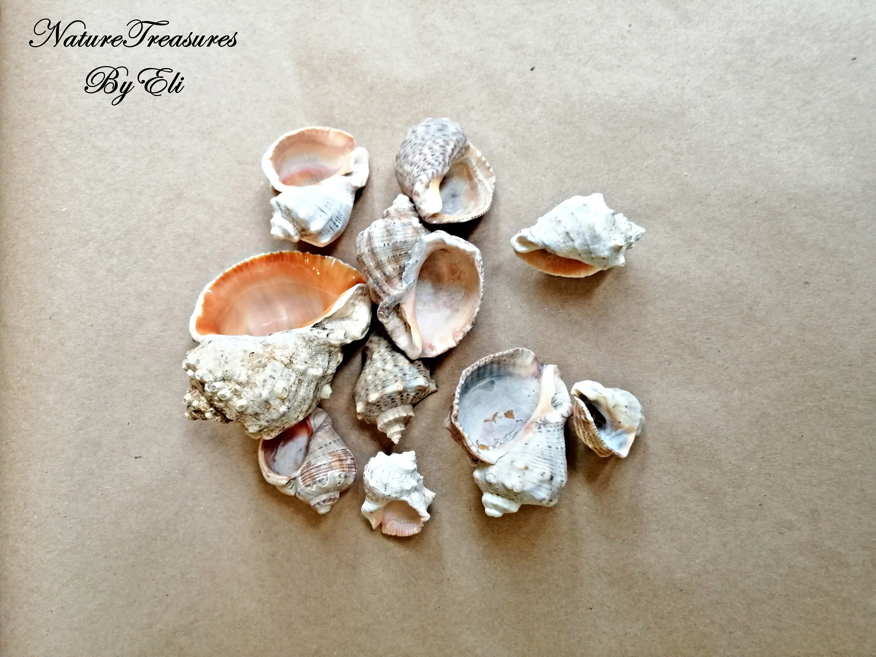 Sea Snails Natural Shells Seashells Beach Decor Aquarium Sea - Etsy
