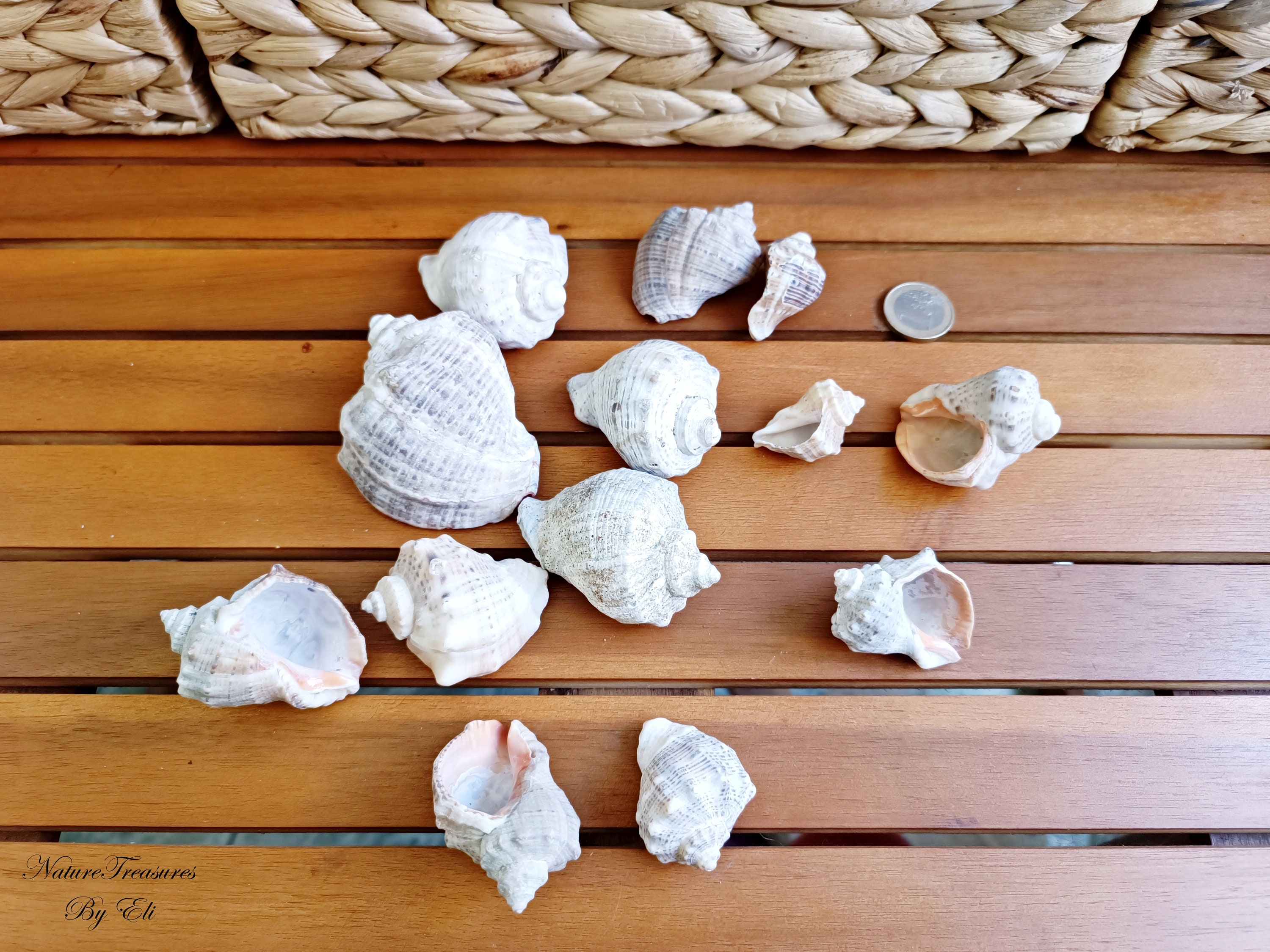 Sea Snails Natural Shells Seashells Beach Decor Aquarium Sea - Etsy